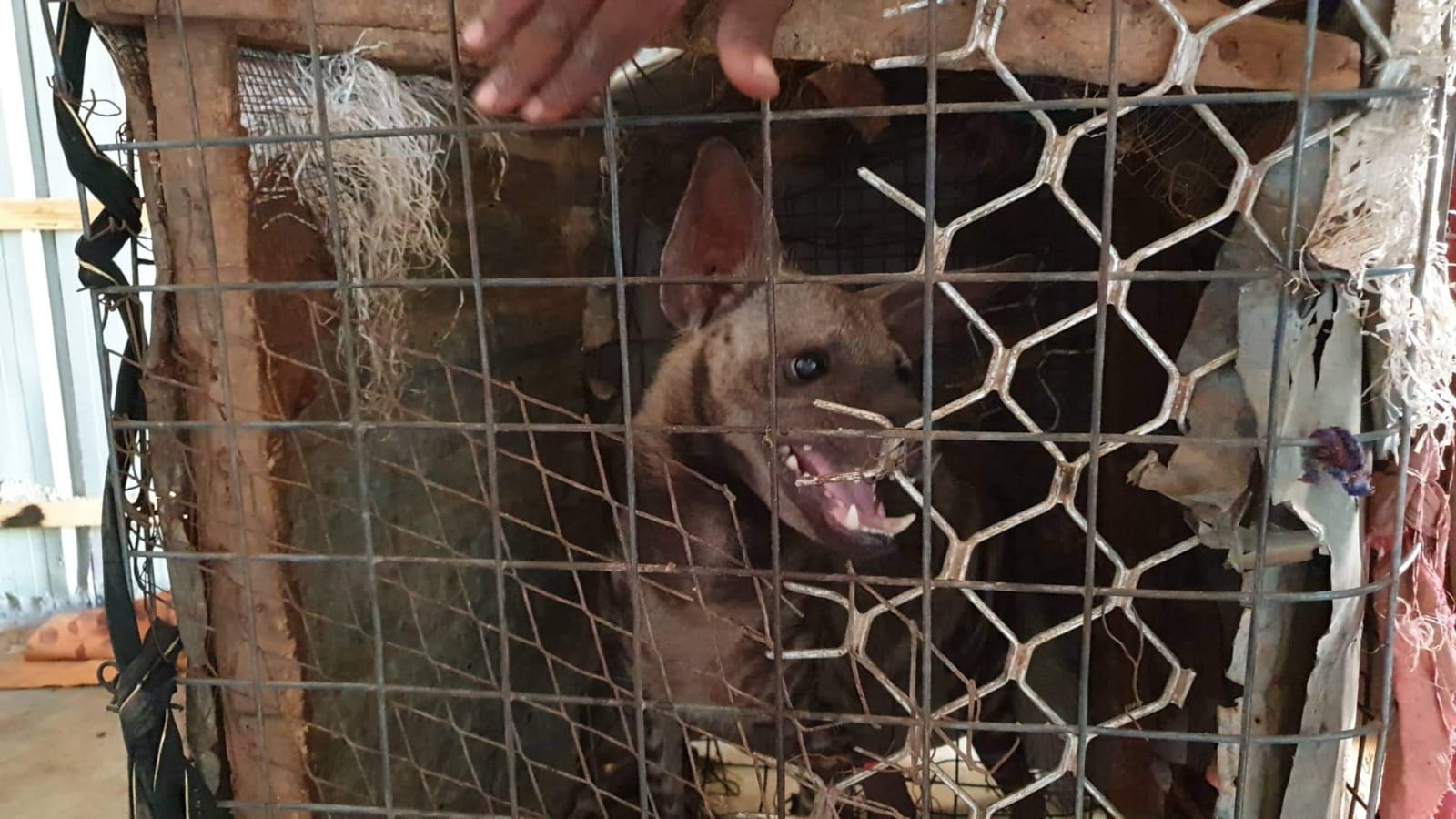 Daawo Video: WARAABE daawashadiisa lacag looga sameeyo MUQDISHO ...