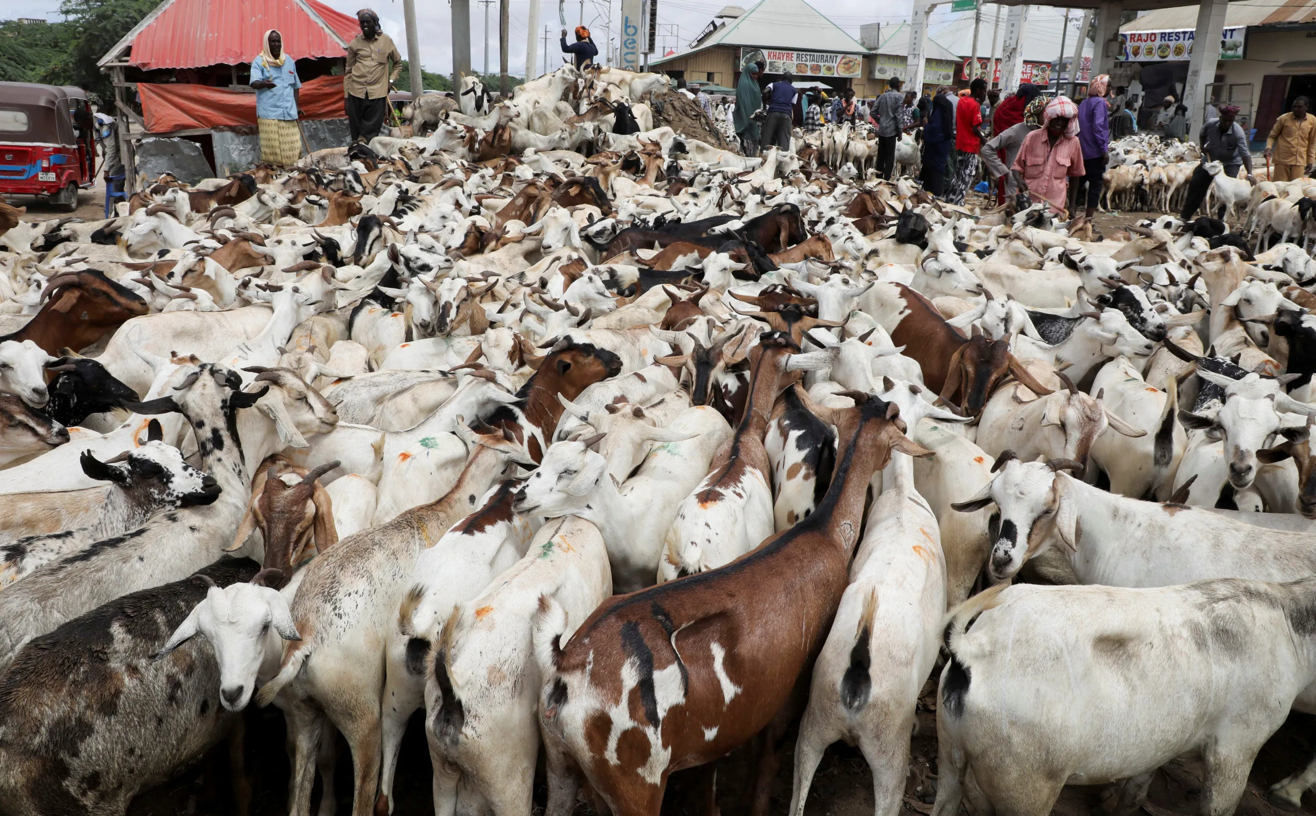 Somalia’s livestock boom nears $1 billion as rivals fade